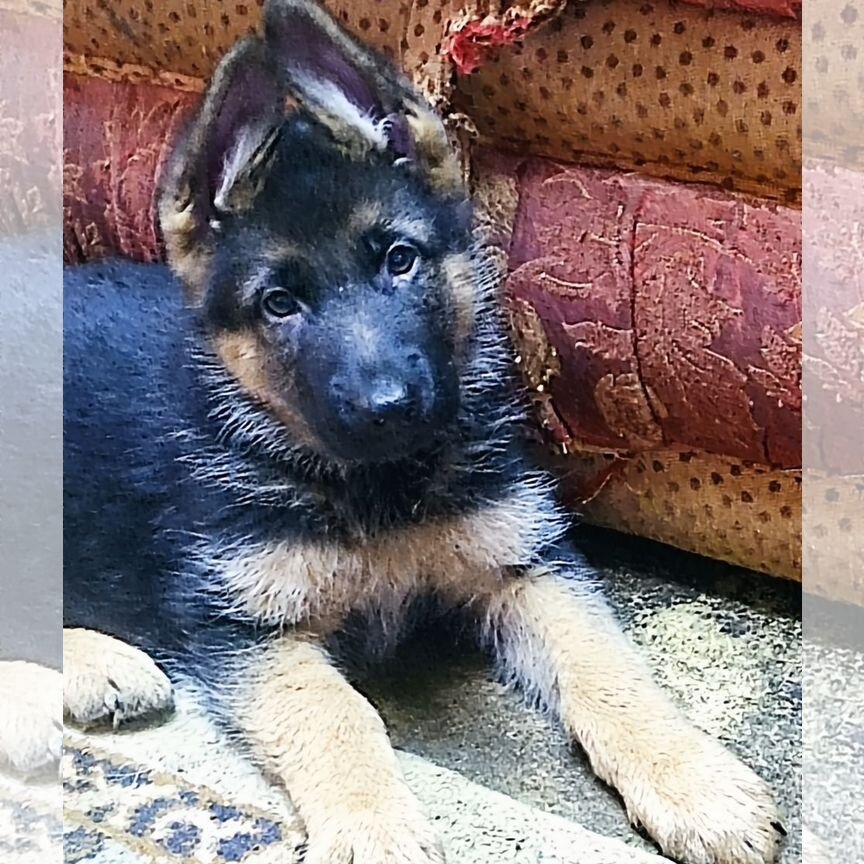 Немецкая овчарка, щенок