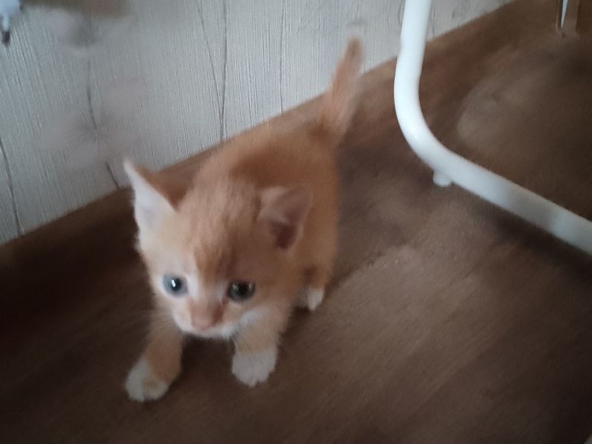 Отдам в добрые руки котенка