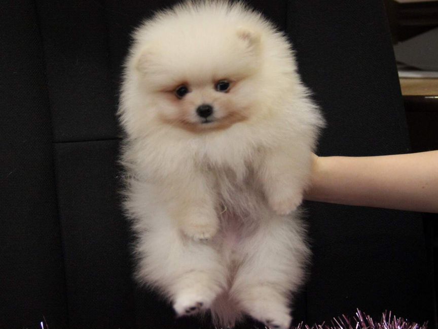 Померанцы малыши