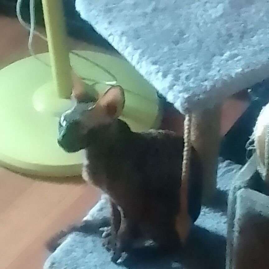 Когтеточка для кошек бу