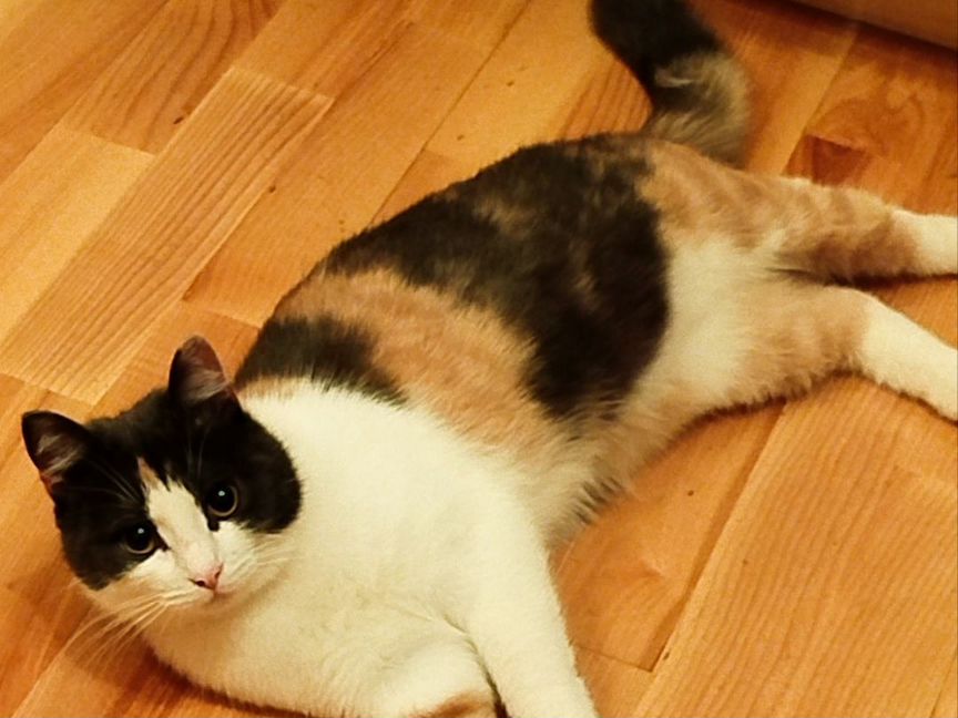 Отдам в добрые руки