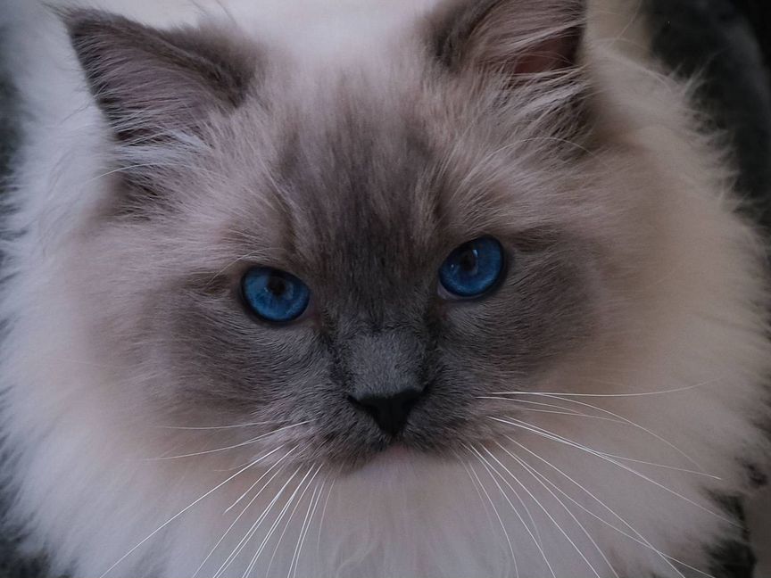 Ragdoll