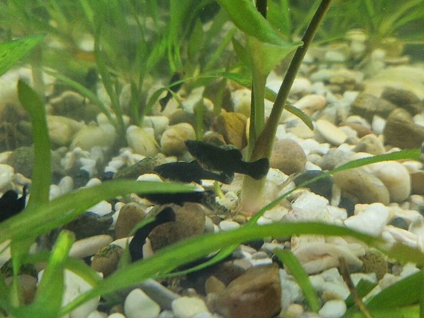 Моллинезии