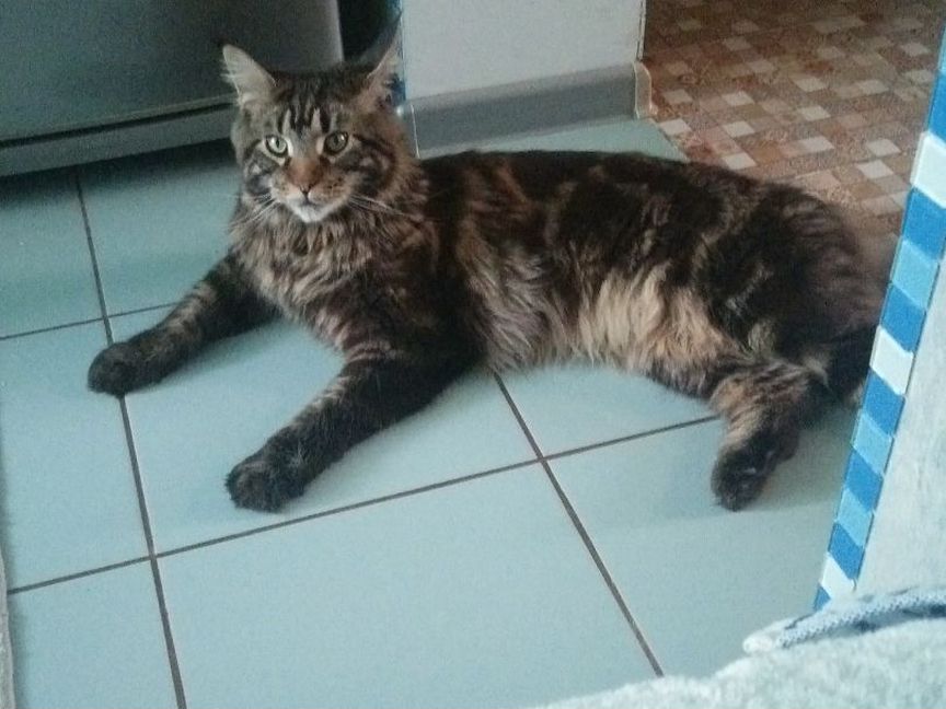 Кот Аким