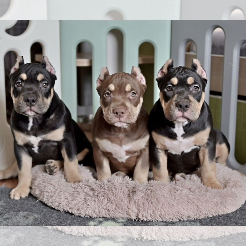 Американский булли, щенок