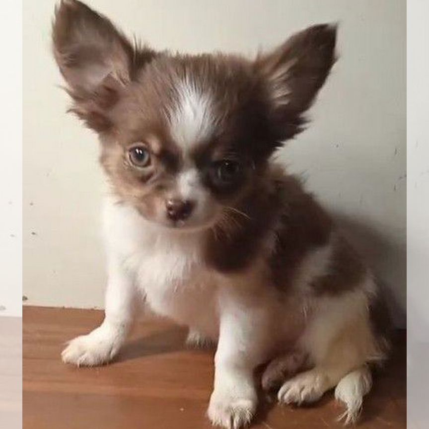 Мини чихуахуа