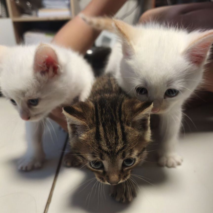 Котята