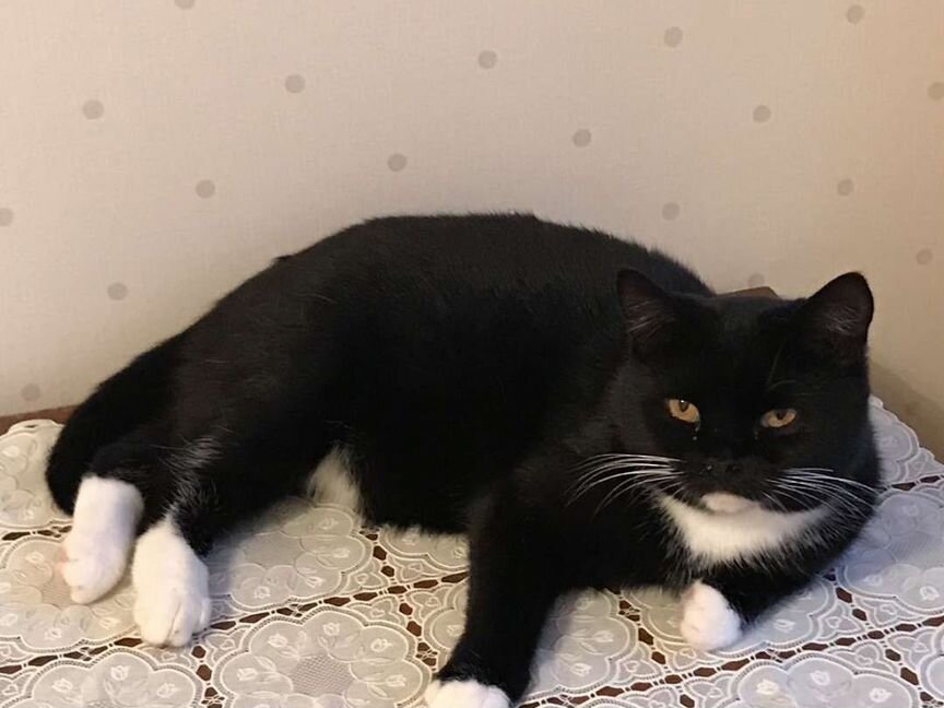 Кошки в добрые руки бесплатно