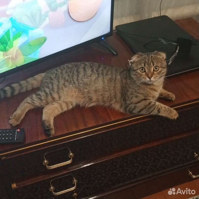 Потерялся кот, Верните пожалуйста питомца