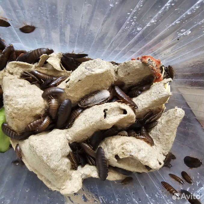 Тараканы Блаптика и обычные