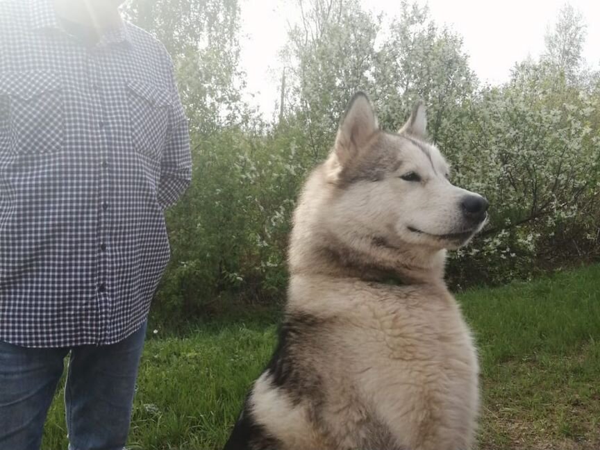 Аляскинский маламут