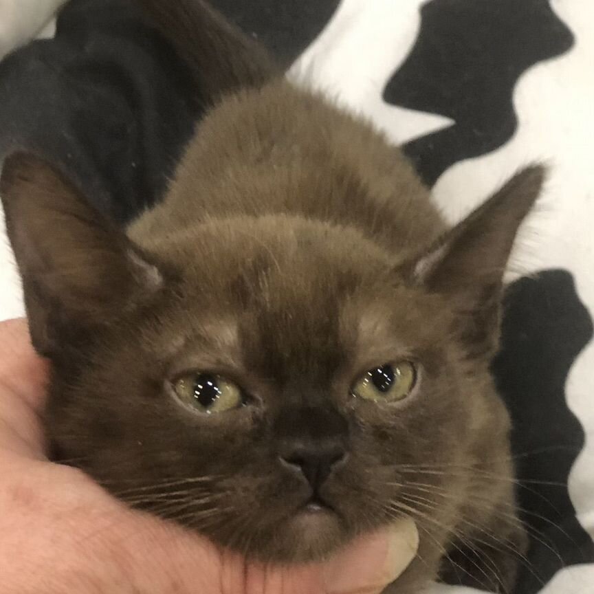 Европейский бурманский котёнок