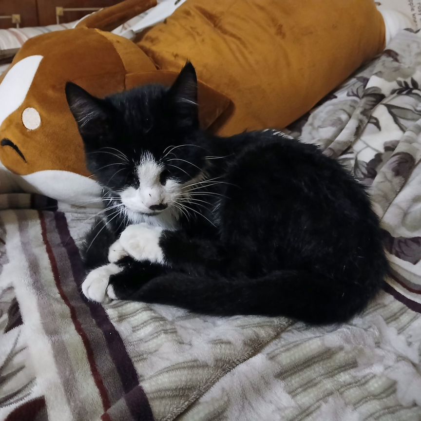 Отдам кота в добрые руки