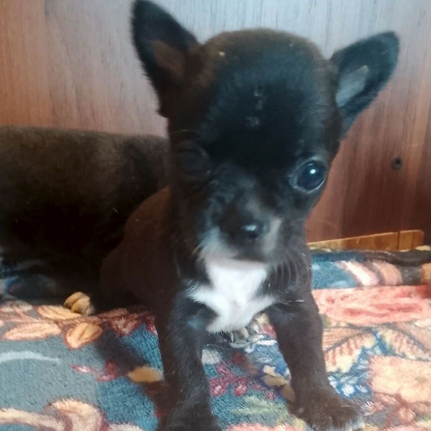 Чихуахуа, щенок