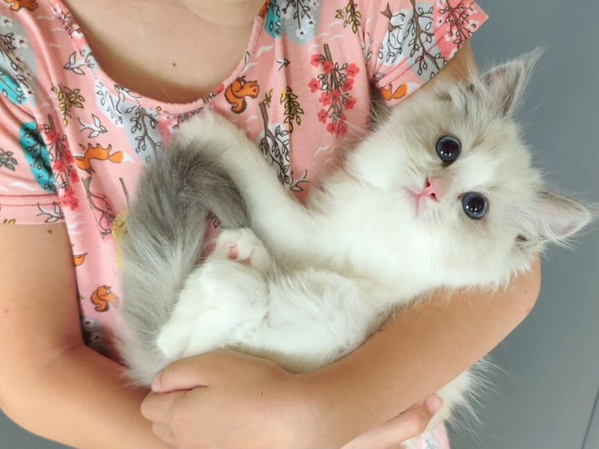 Abel, ручная девочка рэгдолл