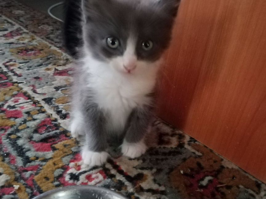 Котики бесплатно