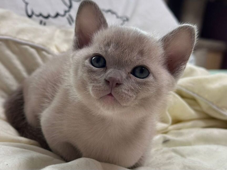 Бурманские лиловые малыши