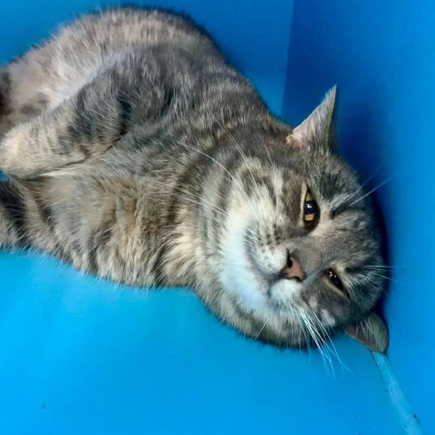 Моник,котёнок, которому некуда идти
