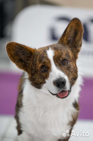 Вельш-корги кардиган вязка