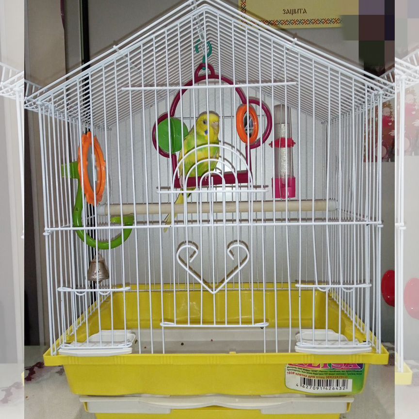 Попугай волнистый с клеткой