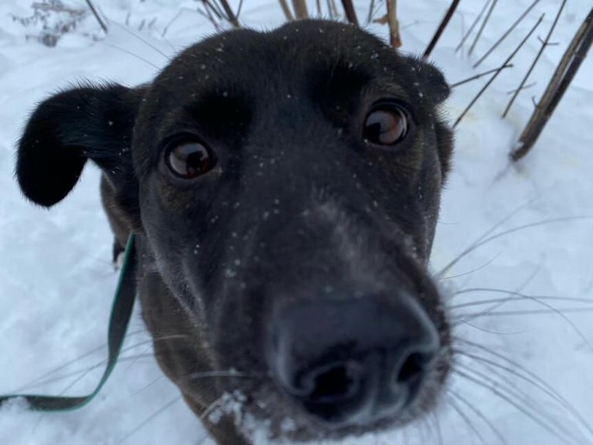 Собаки томятся в приюте