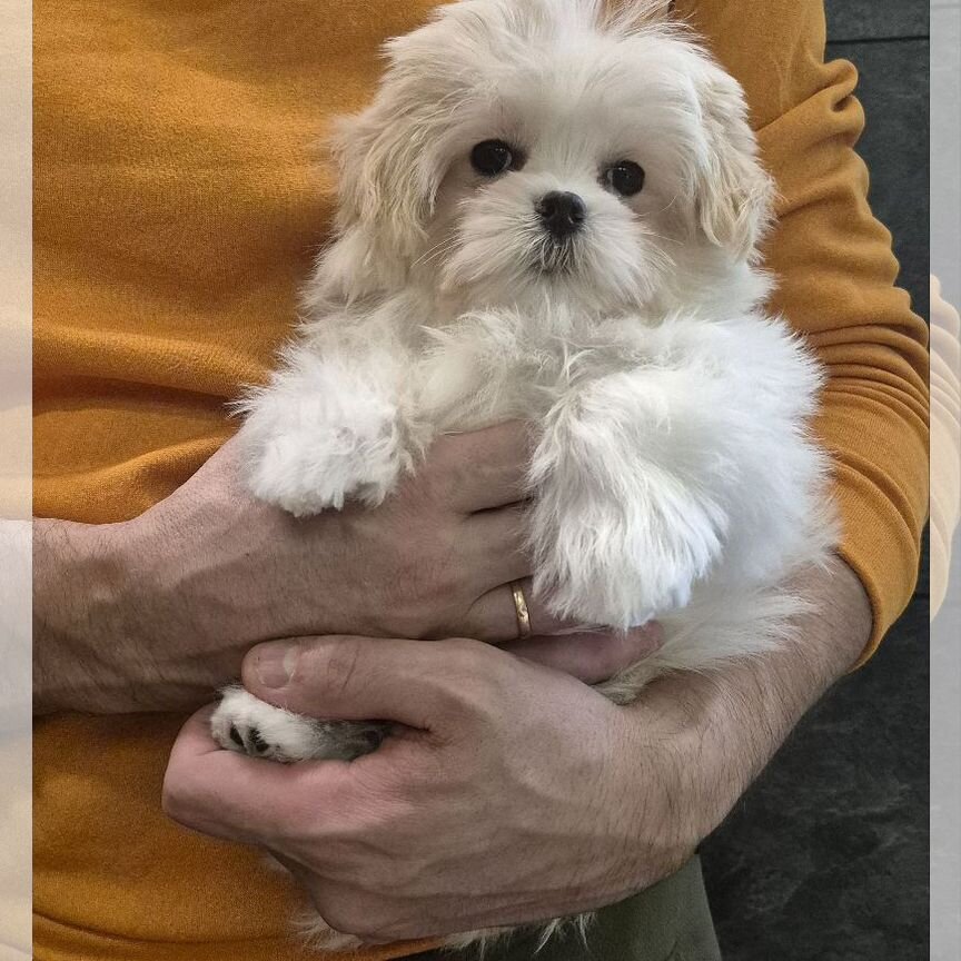 Мальтийская болонка, щенок