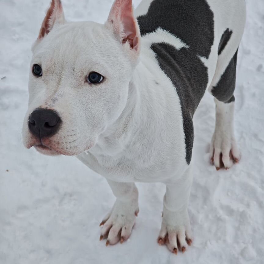 Американский стаффордширский терьер, щенок