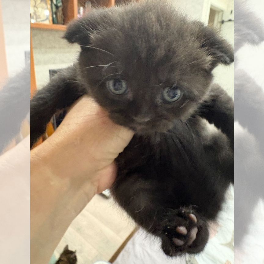 Шотландский вислоухий короткошёрстный котёнок