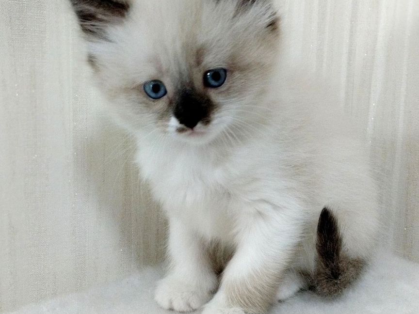 Котята