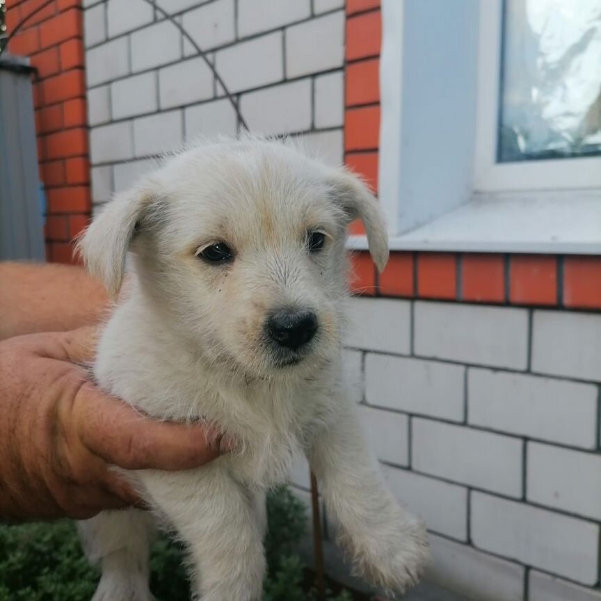 Собака в добрые руки отдам бесплатно