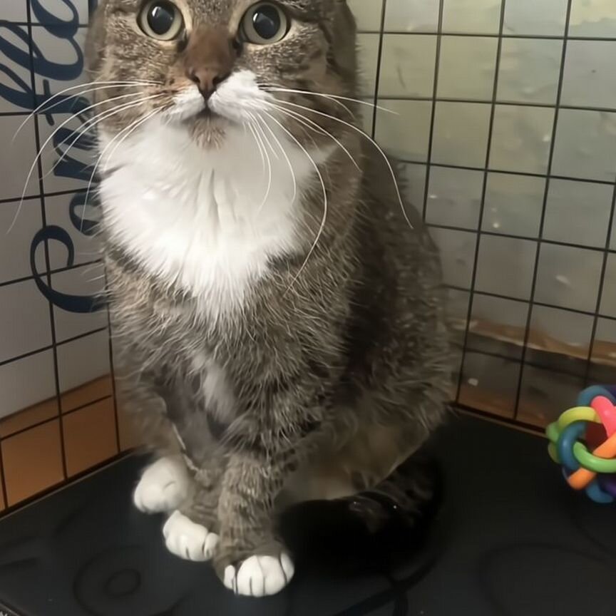 Шотландская вислоухая короткошёрстная, взрослая кошка