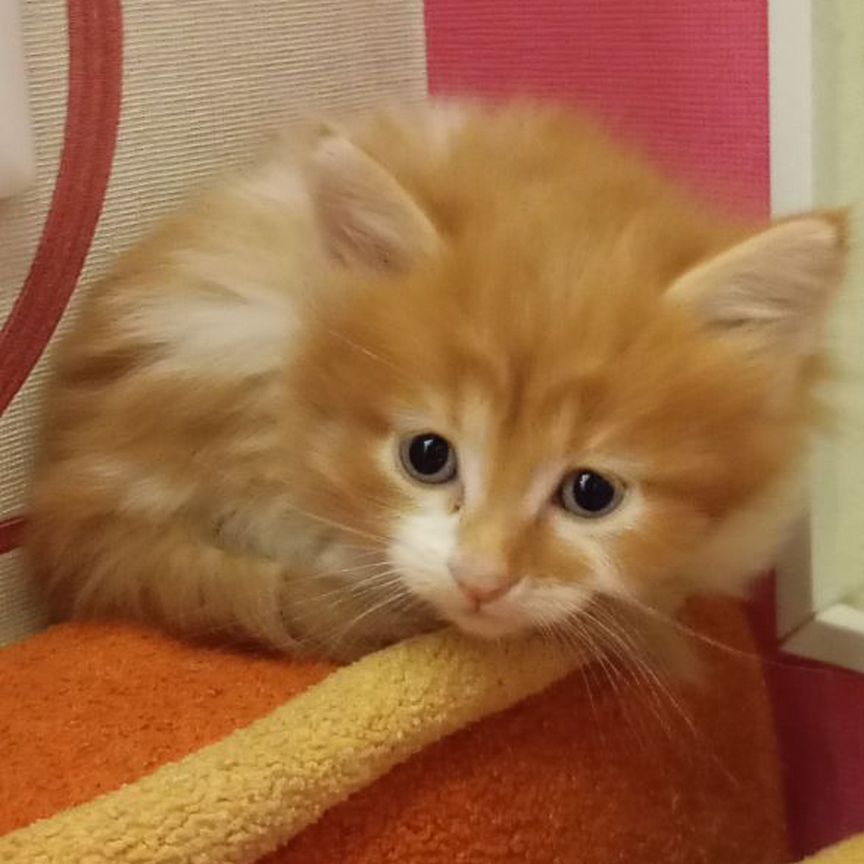 Отдам кота в добрые руки
