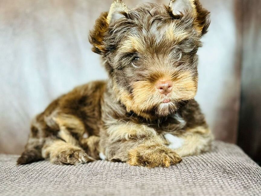 Шоколадный Йорк девочка