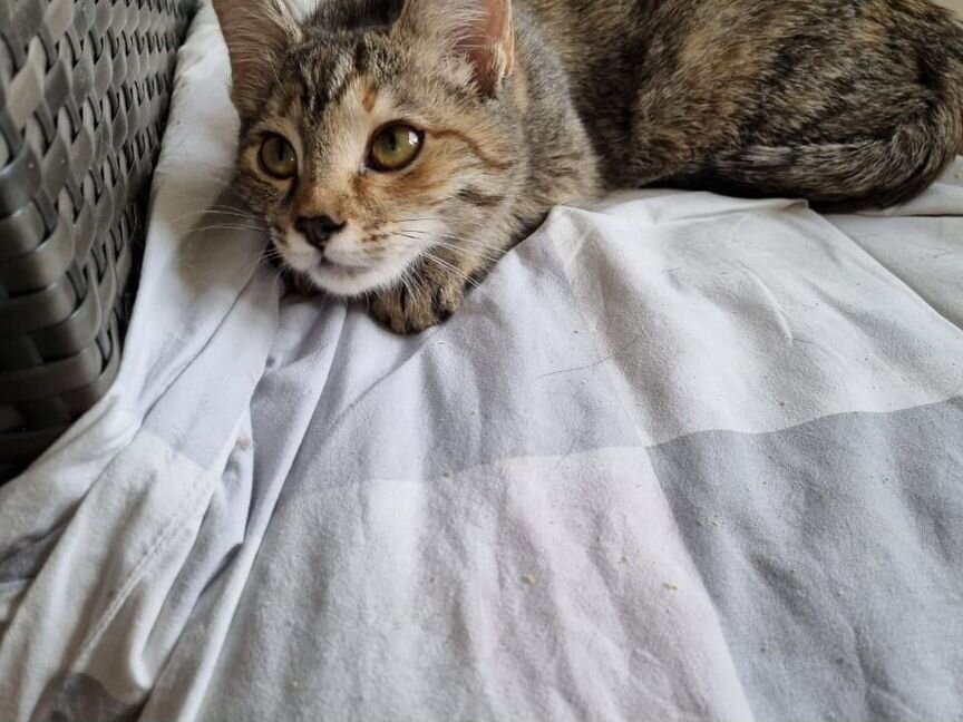 Кошка Карамелька