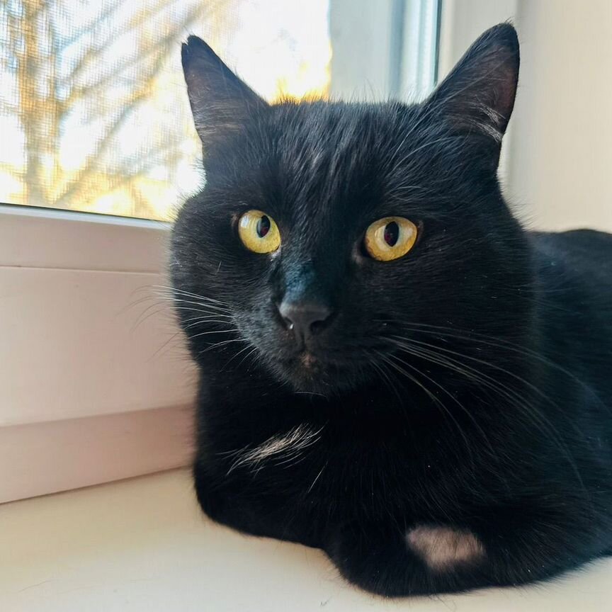 Котик Мишка в добрые руки