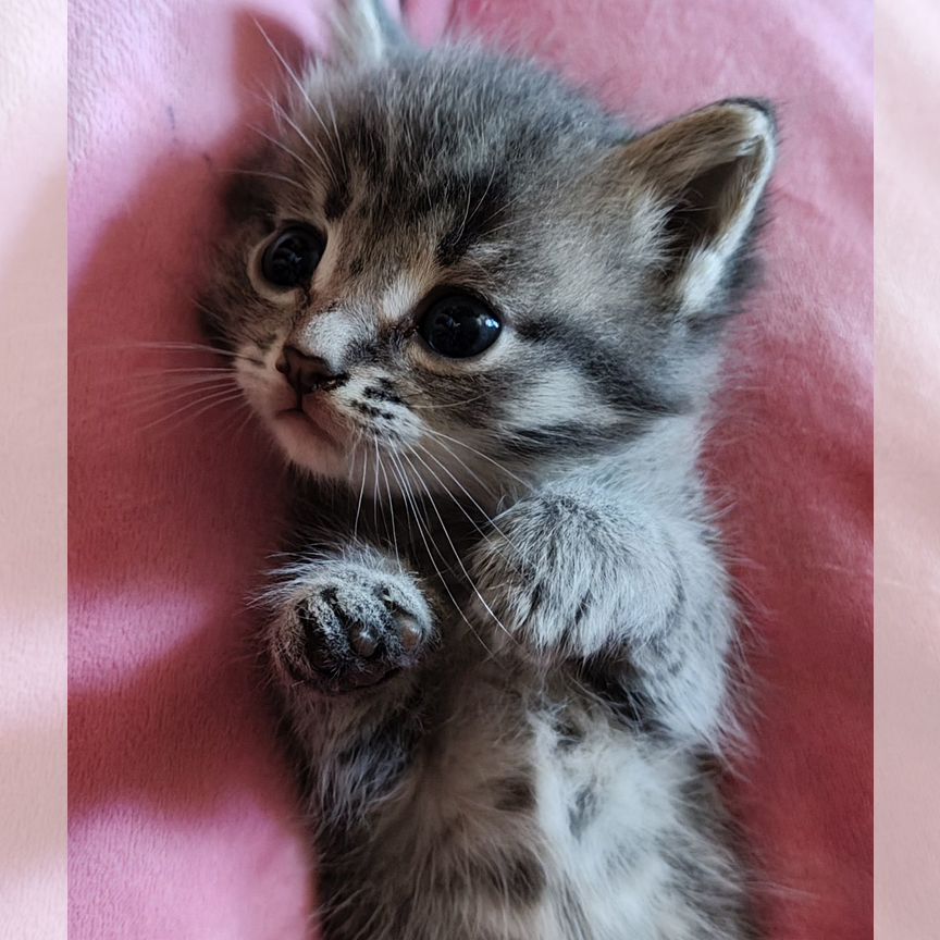 Котёнок в добрые руки