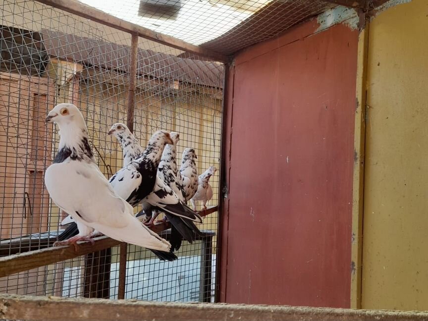 Голуби спортивные