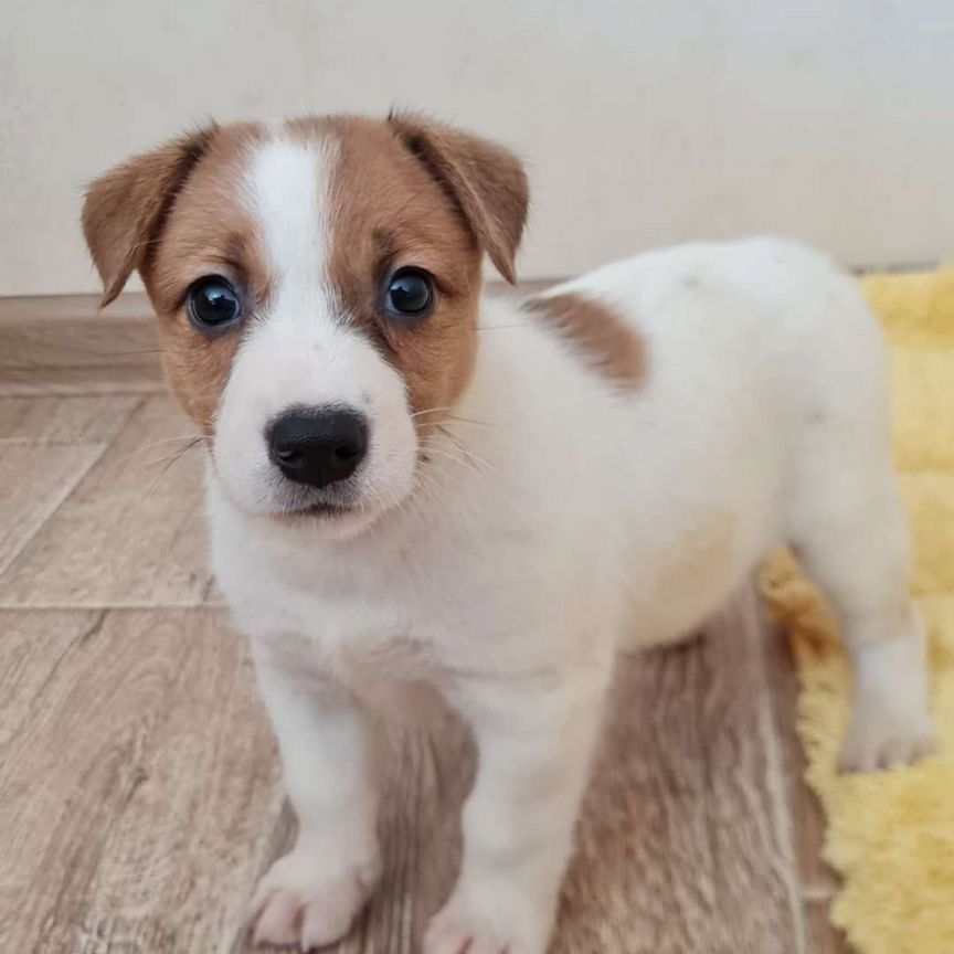 Джек Рассел терьер девочки и мальчики