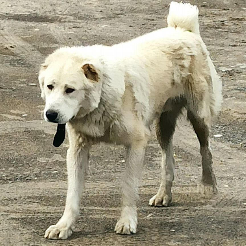 Кто потерял Алабая