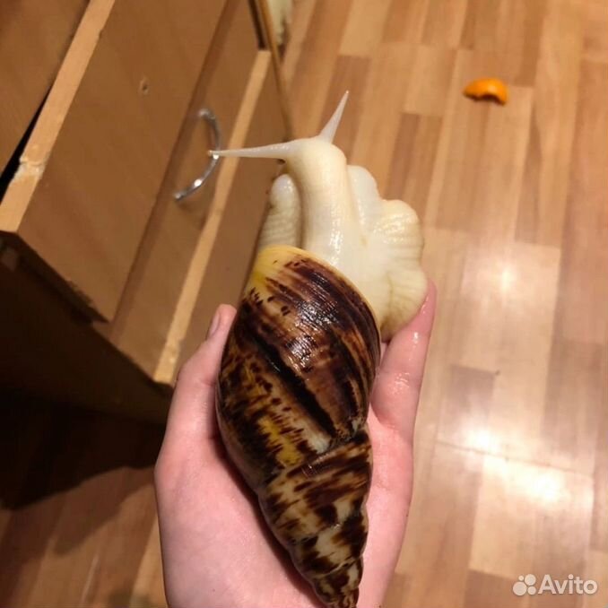 Улитка ахатина альбинос