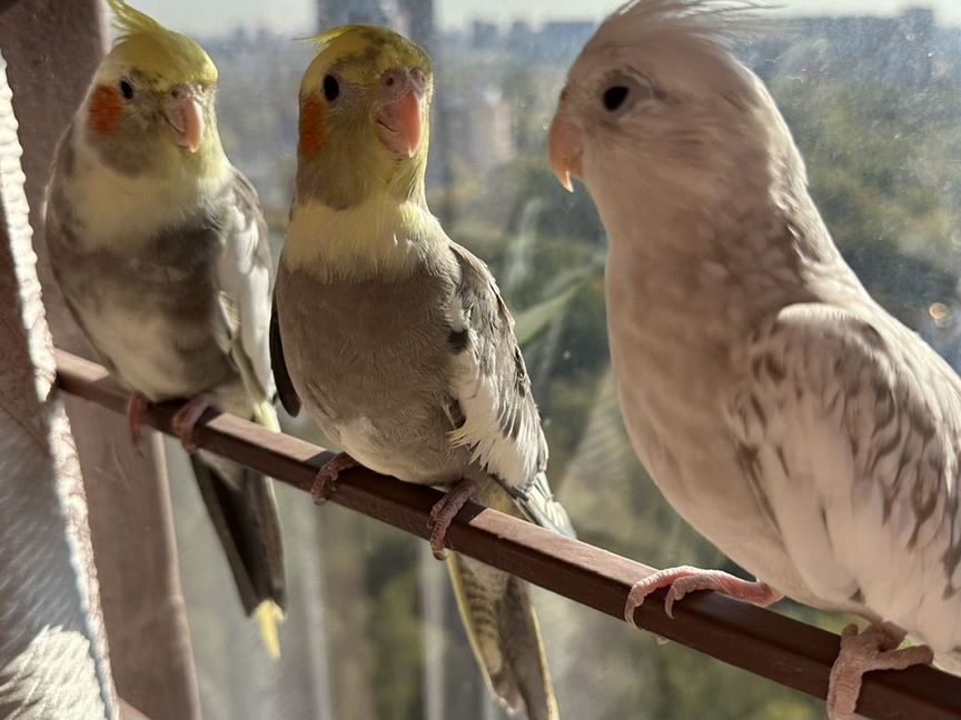 Попугай Корелла птенец