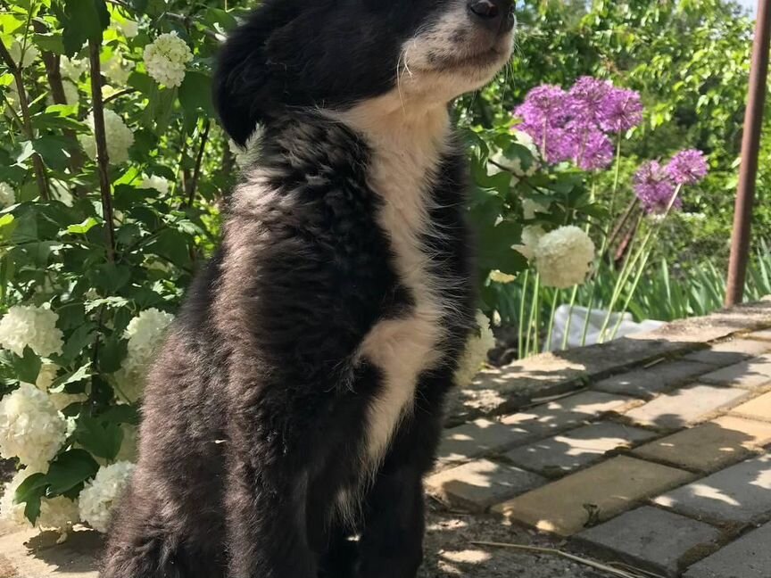 Щенок в добрые руки бесплатно