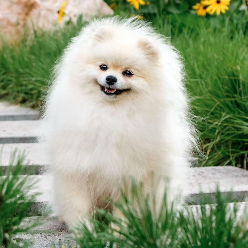 Шпиц кремовый, подросток