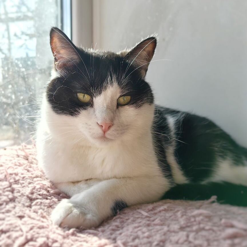 Ни одного предложения стать домашним