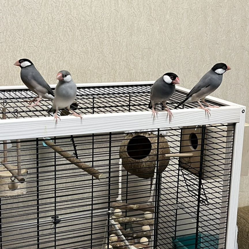 Рисовые амадины москва