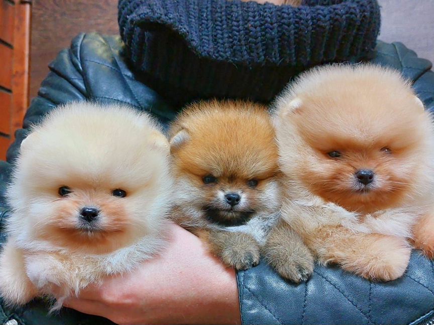 Померанский шпиц мини