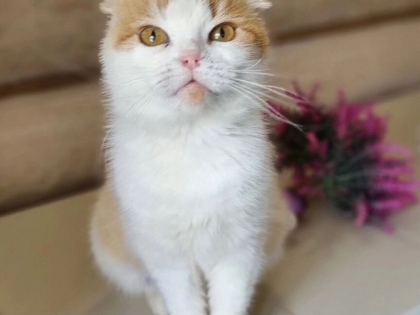 Котик шотландский вислоухий Эклер