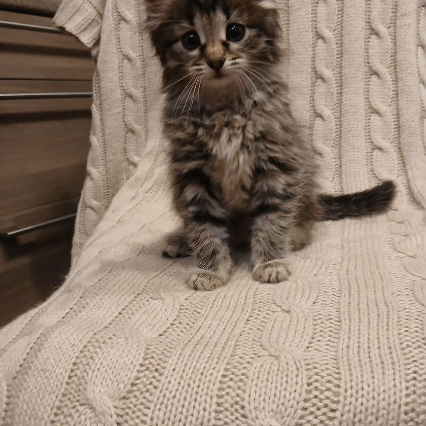 Котёнок девочка 1,5 месяца