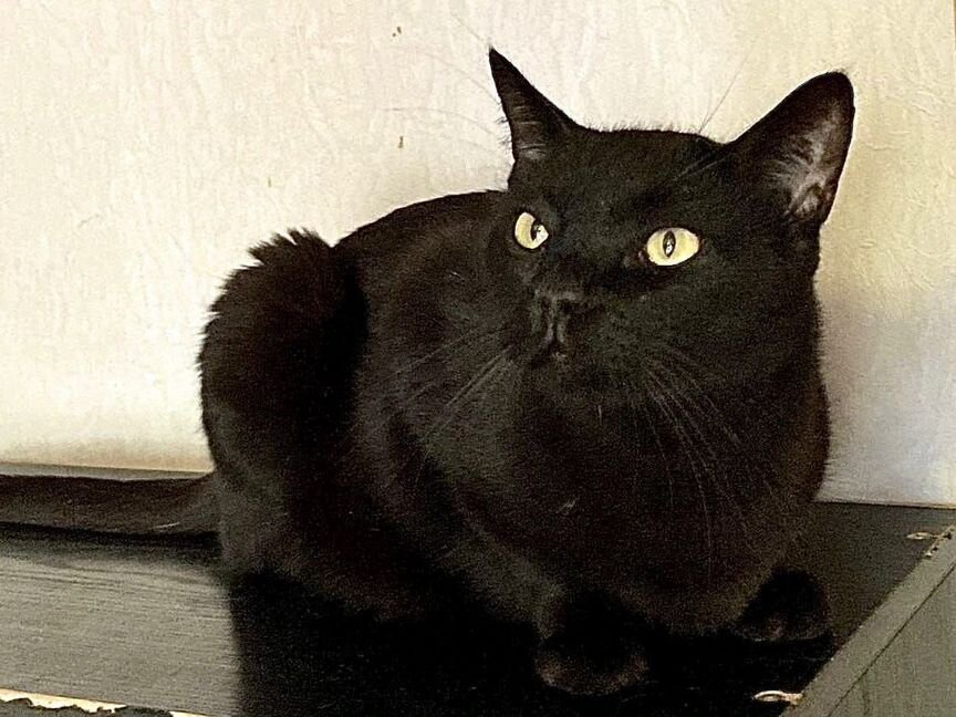 Котик Федор в добрые руки, в дар