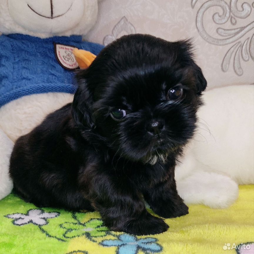 Ши- тцу детки